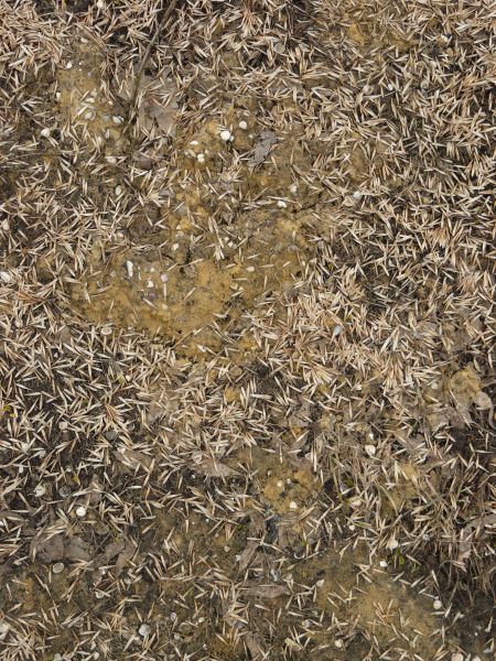 leaves on the ground texture 0022 - Texturelib